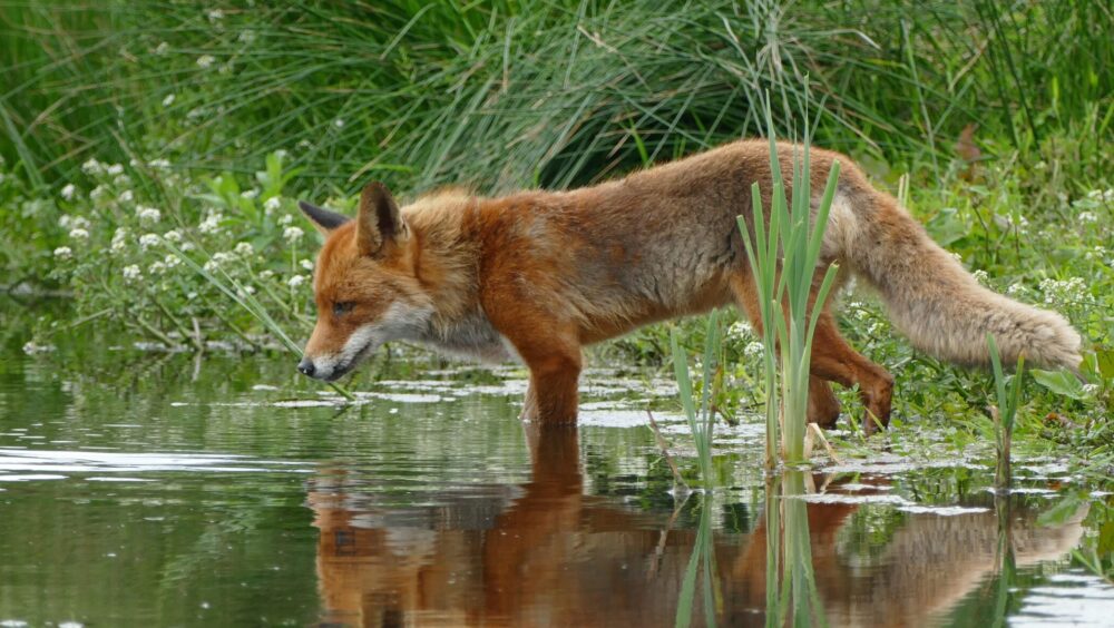 Wildlife Identification at Beech Road Park - Loads To Do