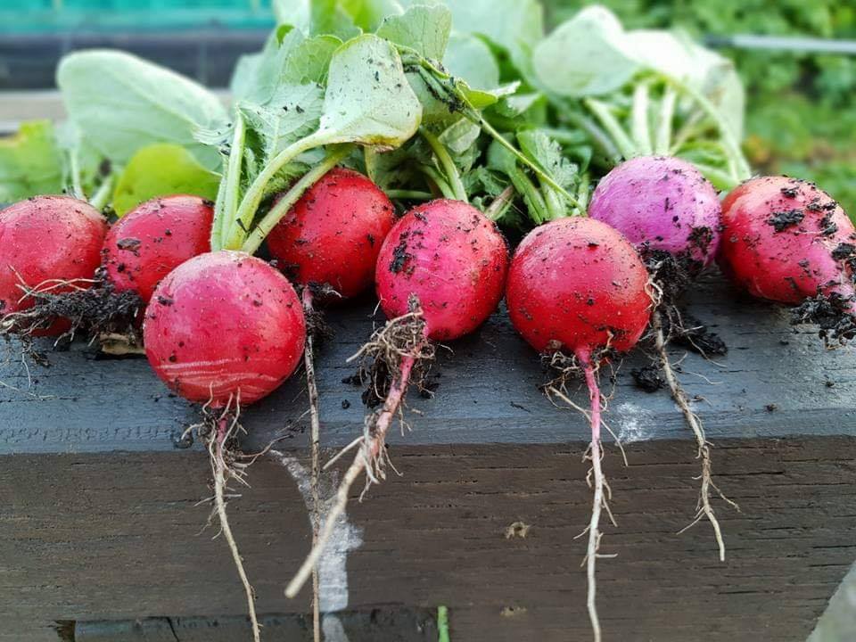 Crumpsall and Cheetham Model Allotments - Loads To Do