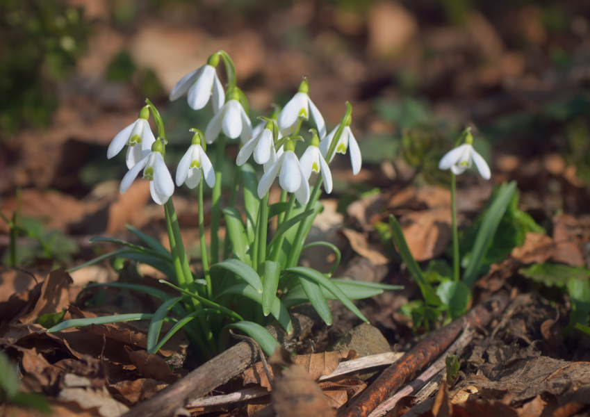 First Signs of Spring Nature Trail - Loads To Do