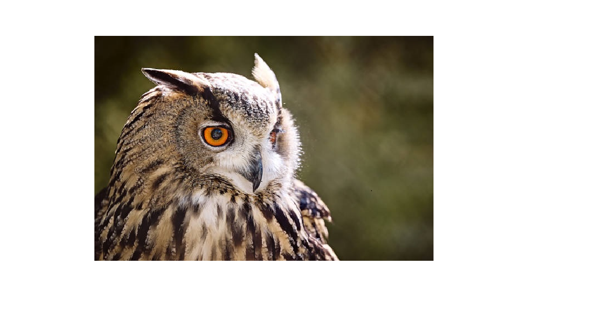 Come Meet the Wise Owls in the Story Garden at Brooklands Library ...