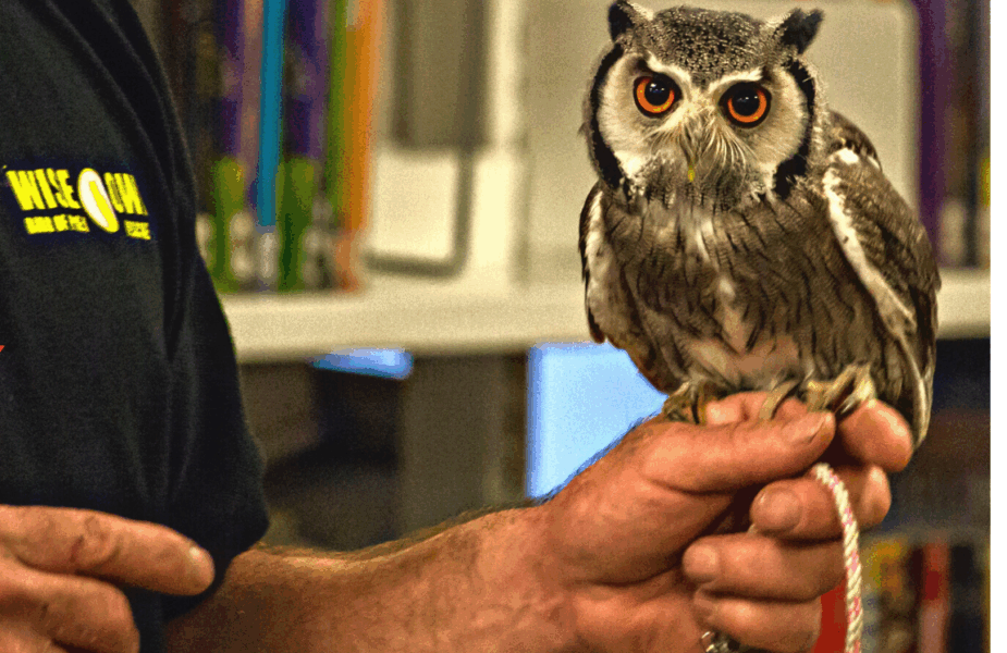 Come Meet the Wise Owls in the Story Garden at Beswick Library - Loads To Do
